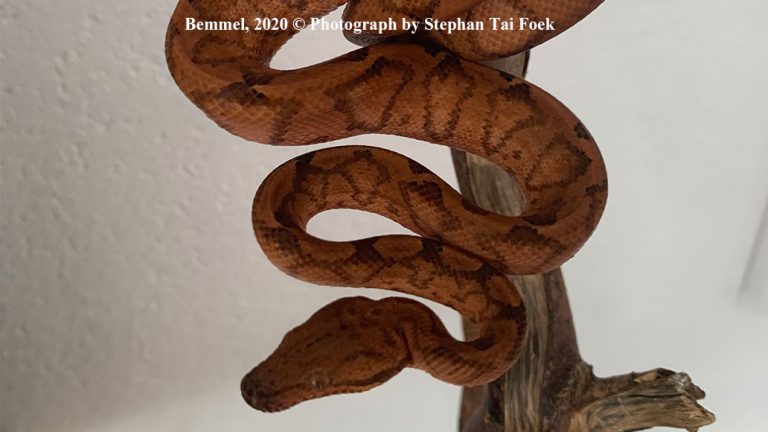 Corallus annulatus – Foekreptiles