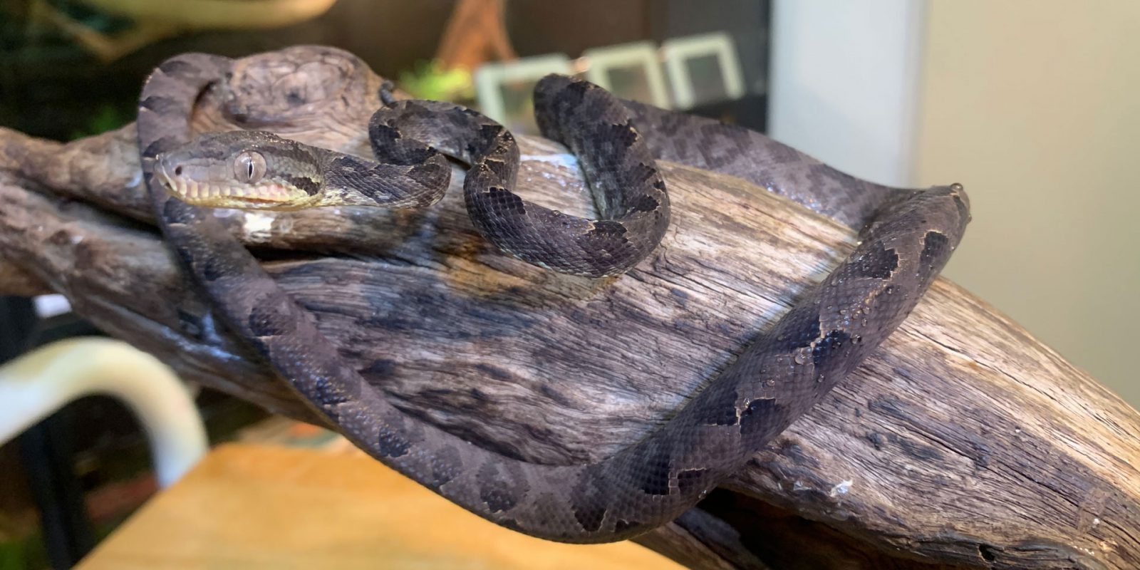 Corallus ruschenbergerii – Foekreptiles