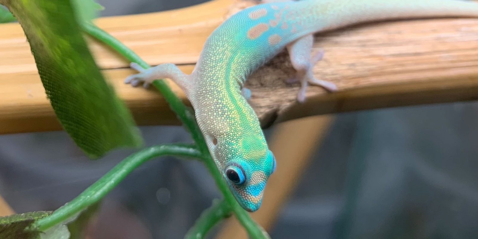 Phelsuma laticauda (Blue line) – Foekreptiles