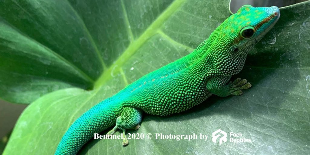 Phelsuma madagascariensis (St. Marie) – Foekreptiles